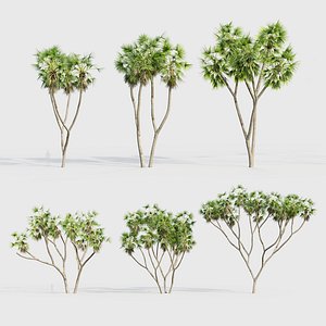 Bundle 3D Doum Models For Download | TurboSquid