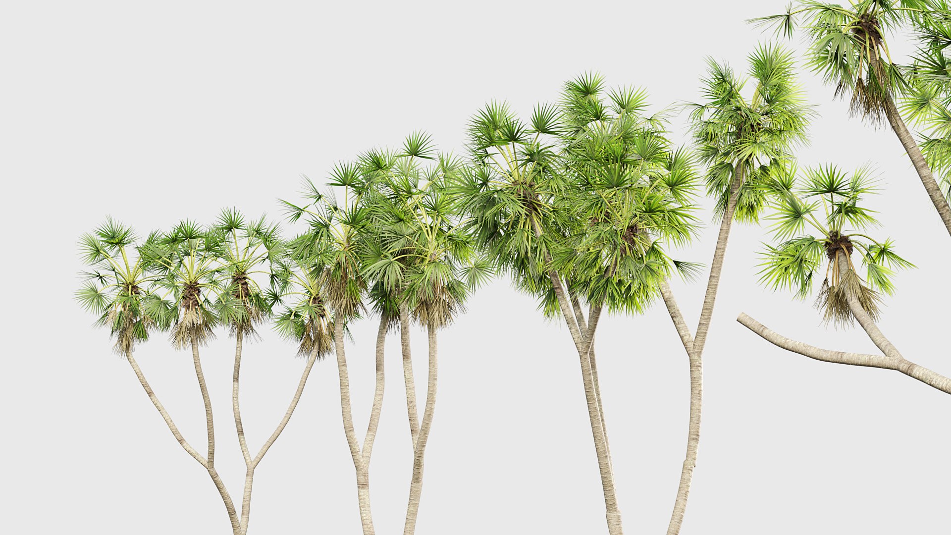 3D Hyphaene Thebaica Doum Palm - TurboSquid 2082657