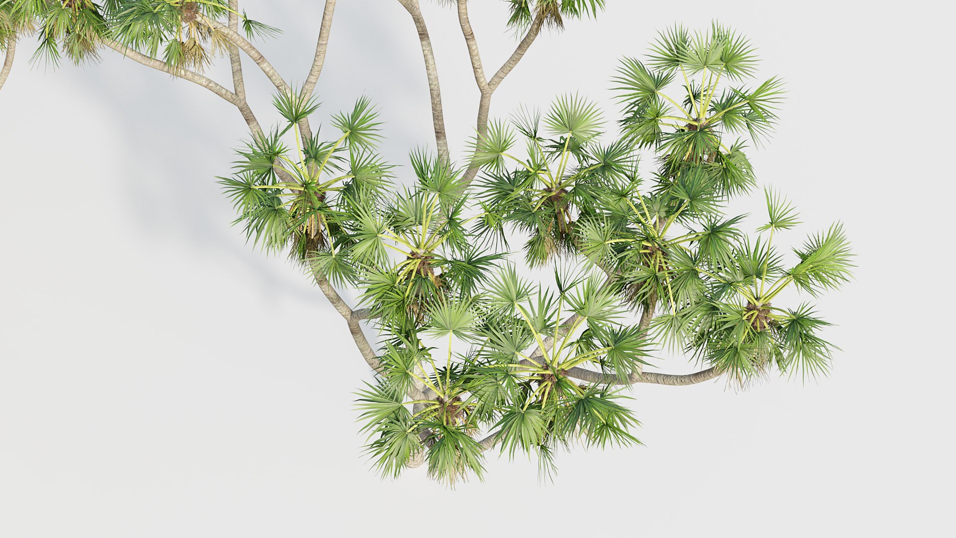 3D Hyphaene Thebaica Doum Palm - TurboSquid 2082657