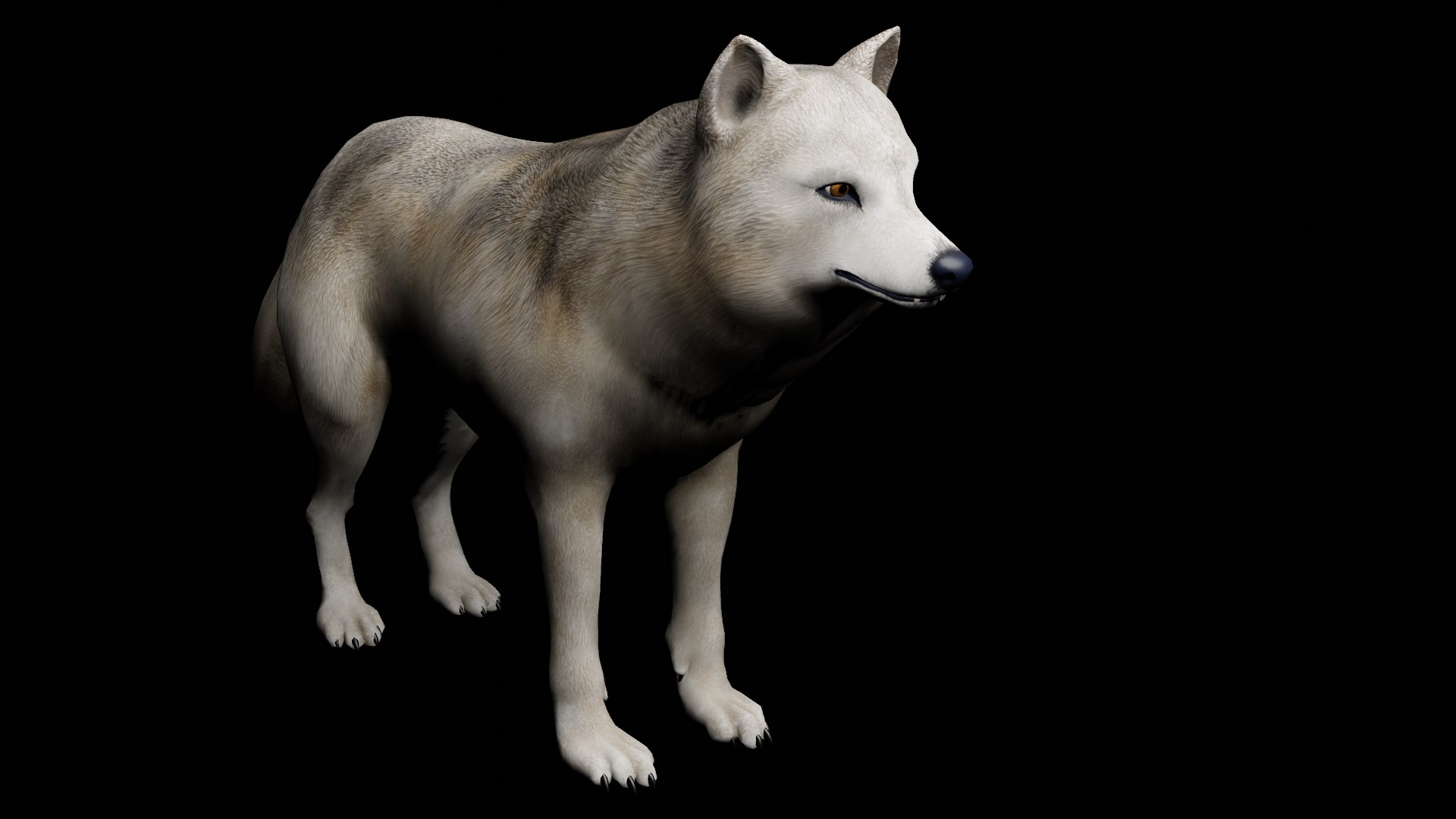 White Wolf 3D Model - TurboSquid 1781387