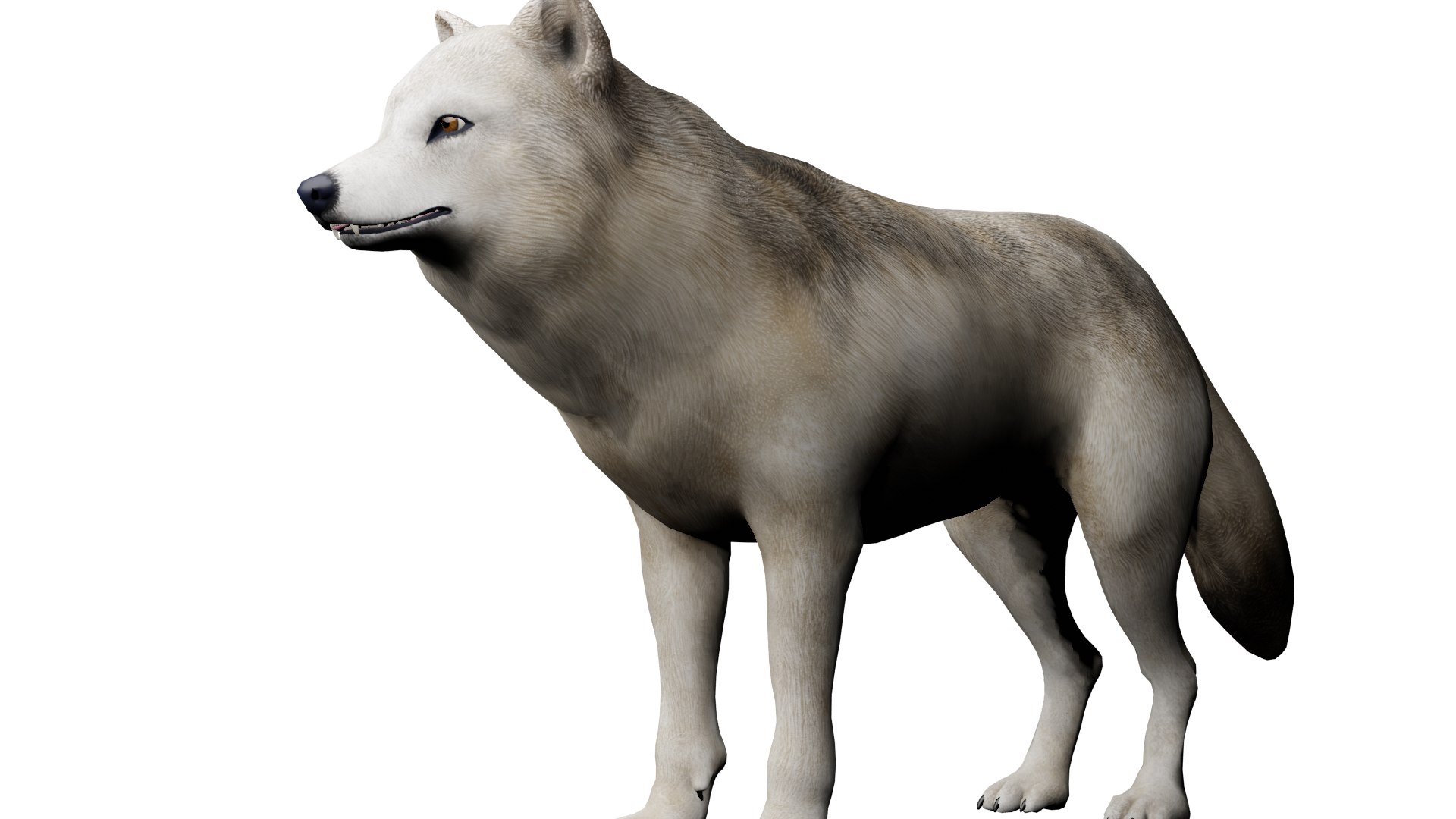 White Wolf 3D Model - TurboSquid 1781387