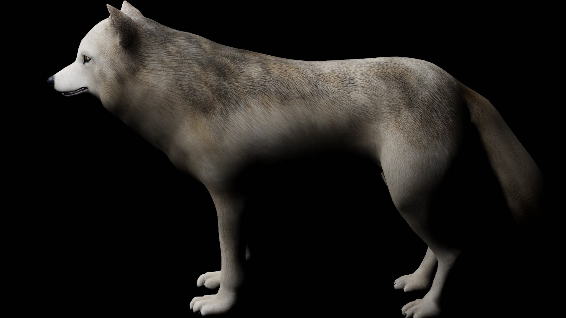 White Wolf 3D Model - TurboSquid 1781387
