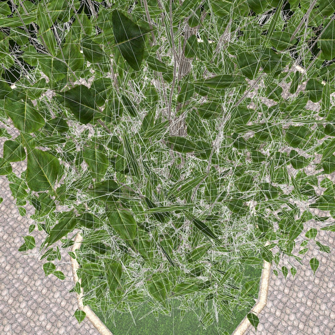 c4d lombardy poplar tree