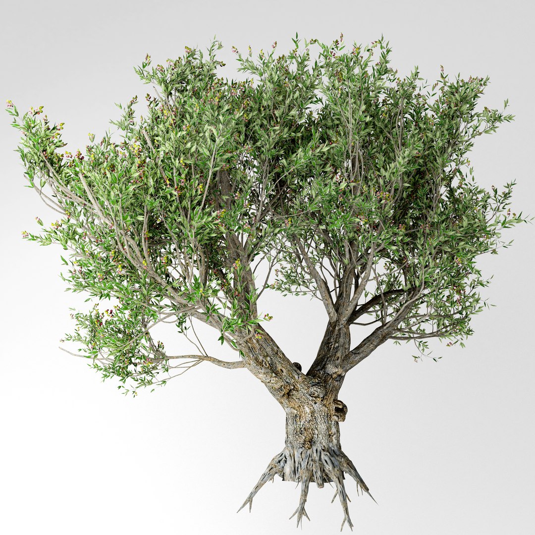 3D Olive Tree - TurboSquid 1703865