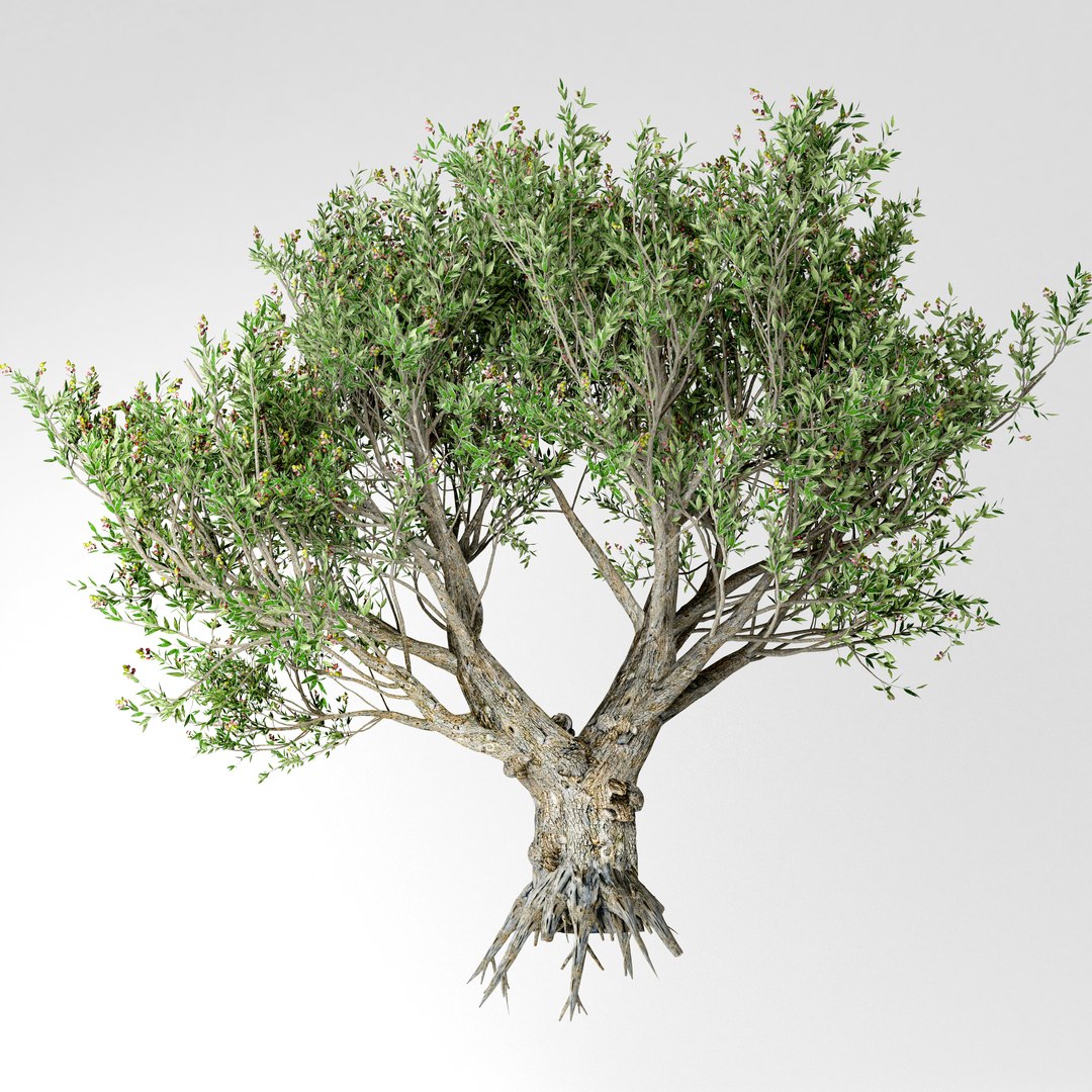 3D Olive Tree - TurboSquid 1703865