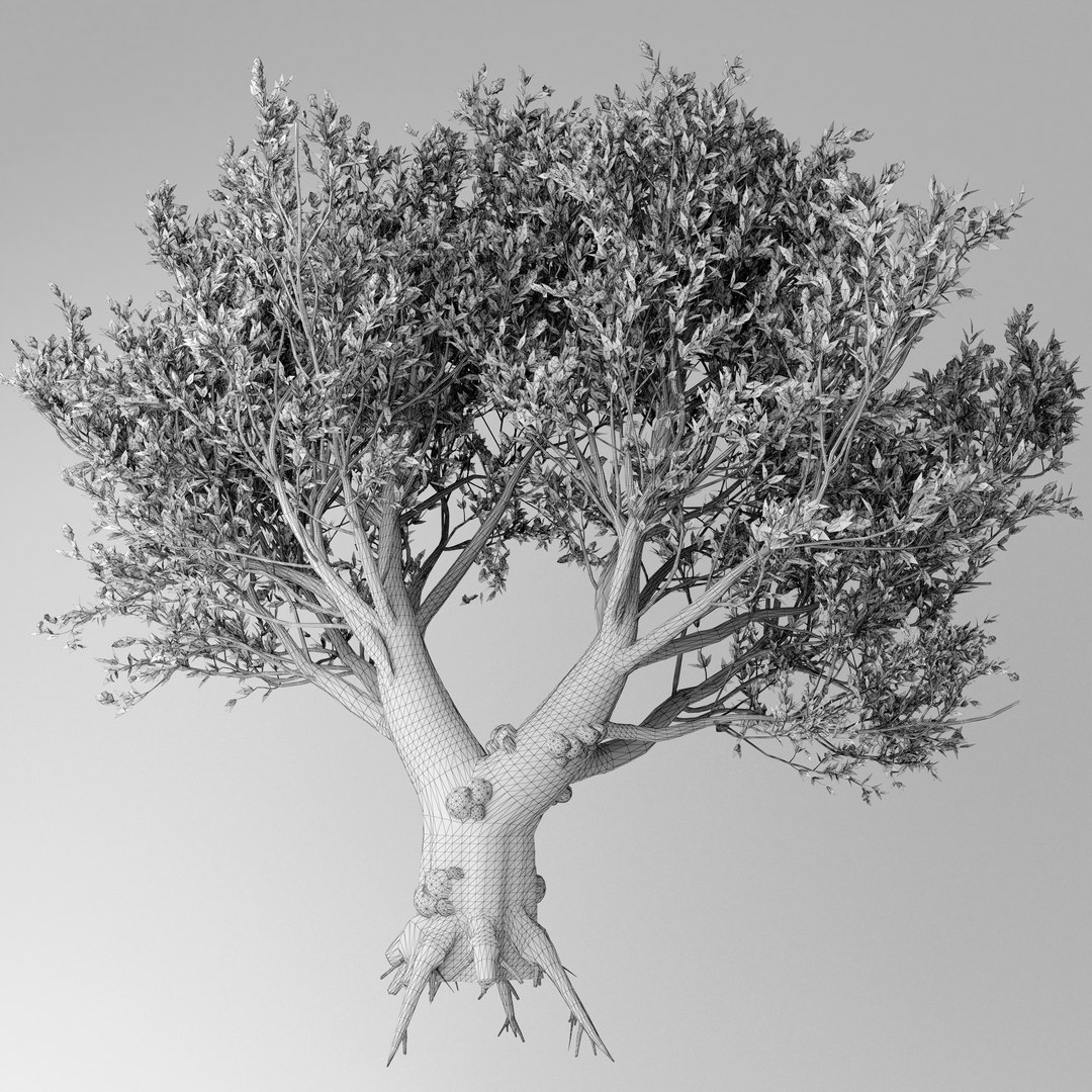 3D Olive Tree - TurboSquid 1703865