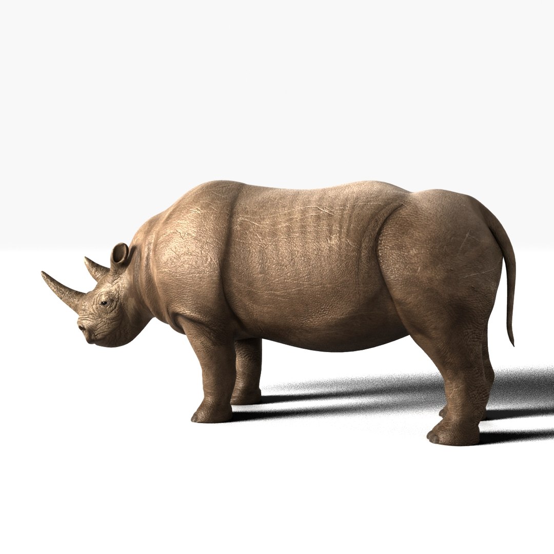 6 animals safari pack c4d