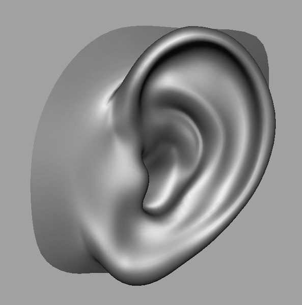 Free 3D Ears Models | TurboSquid