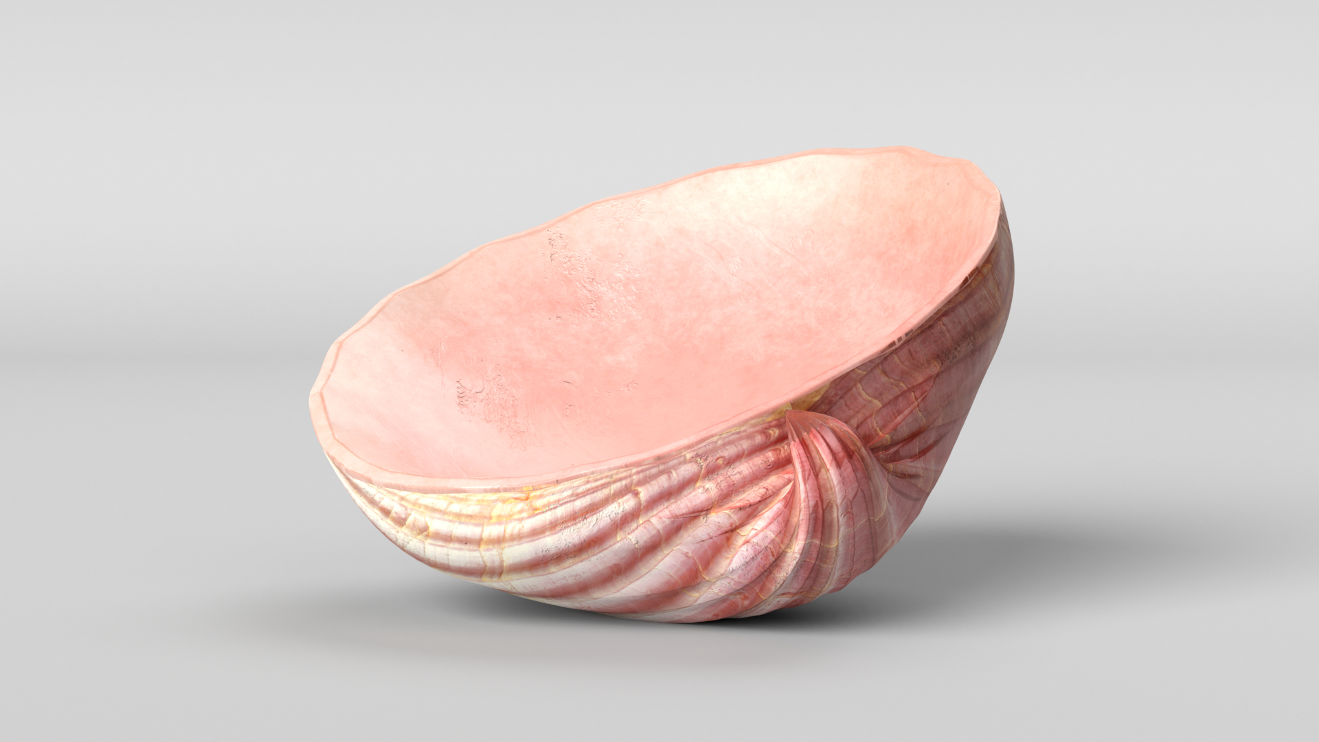 Seashell shell sea 3D model - TurboSquid 1665741