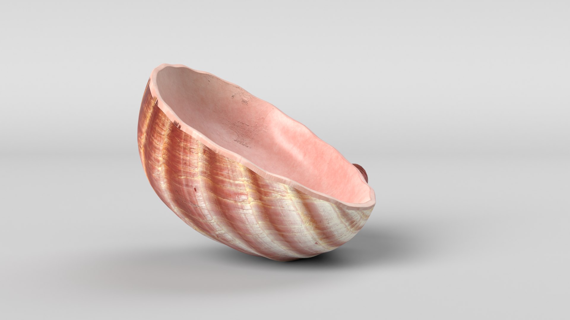Seashell Shell Sea 3D Model - TurboSquid 1665741