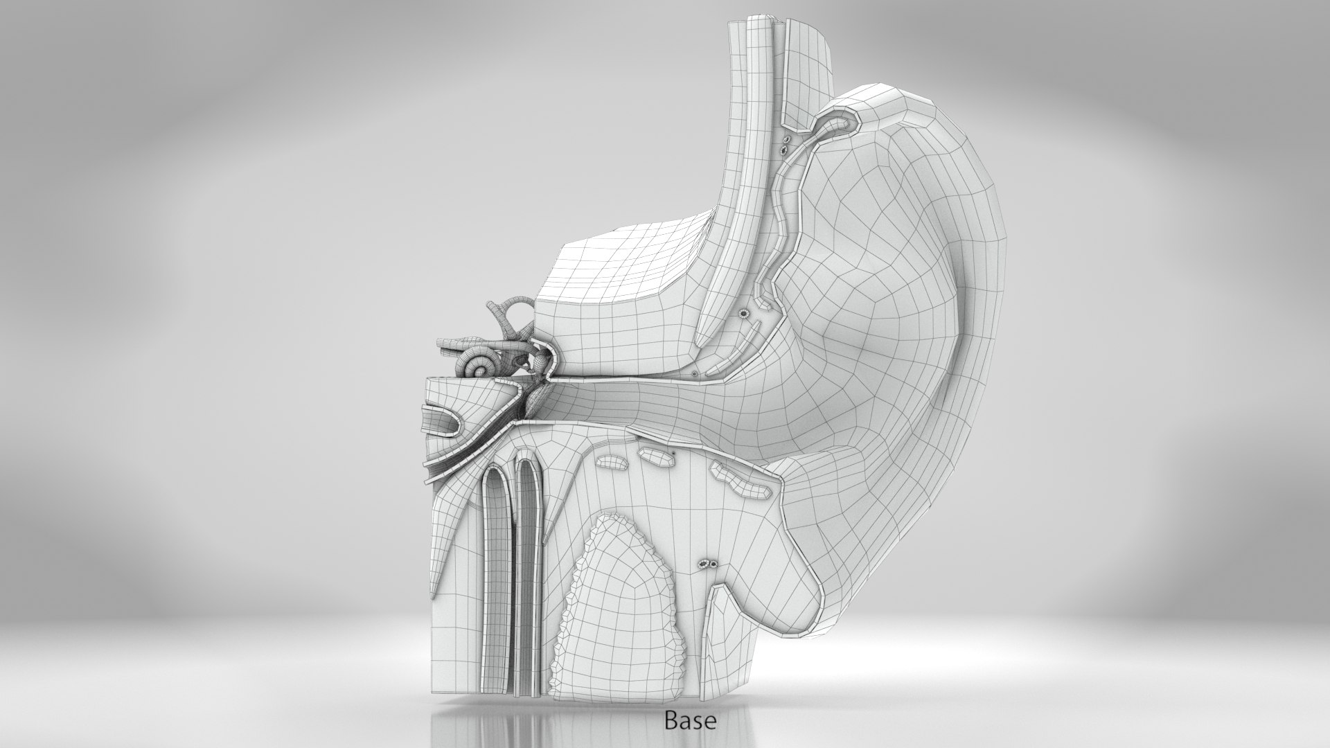 3D model Ear Anatomy with cross-section - TurboSquid 1818331