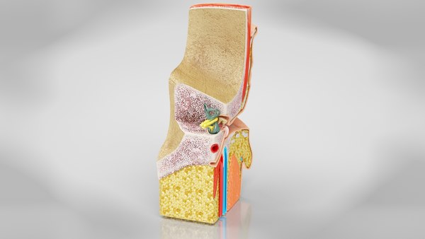 modelo 3d Anatomía del oído con sección transversal - TurboSquid 1818331