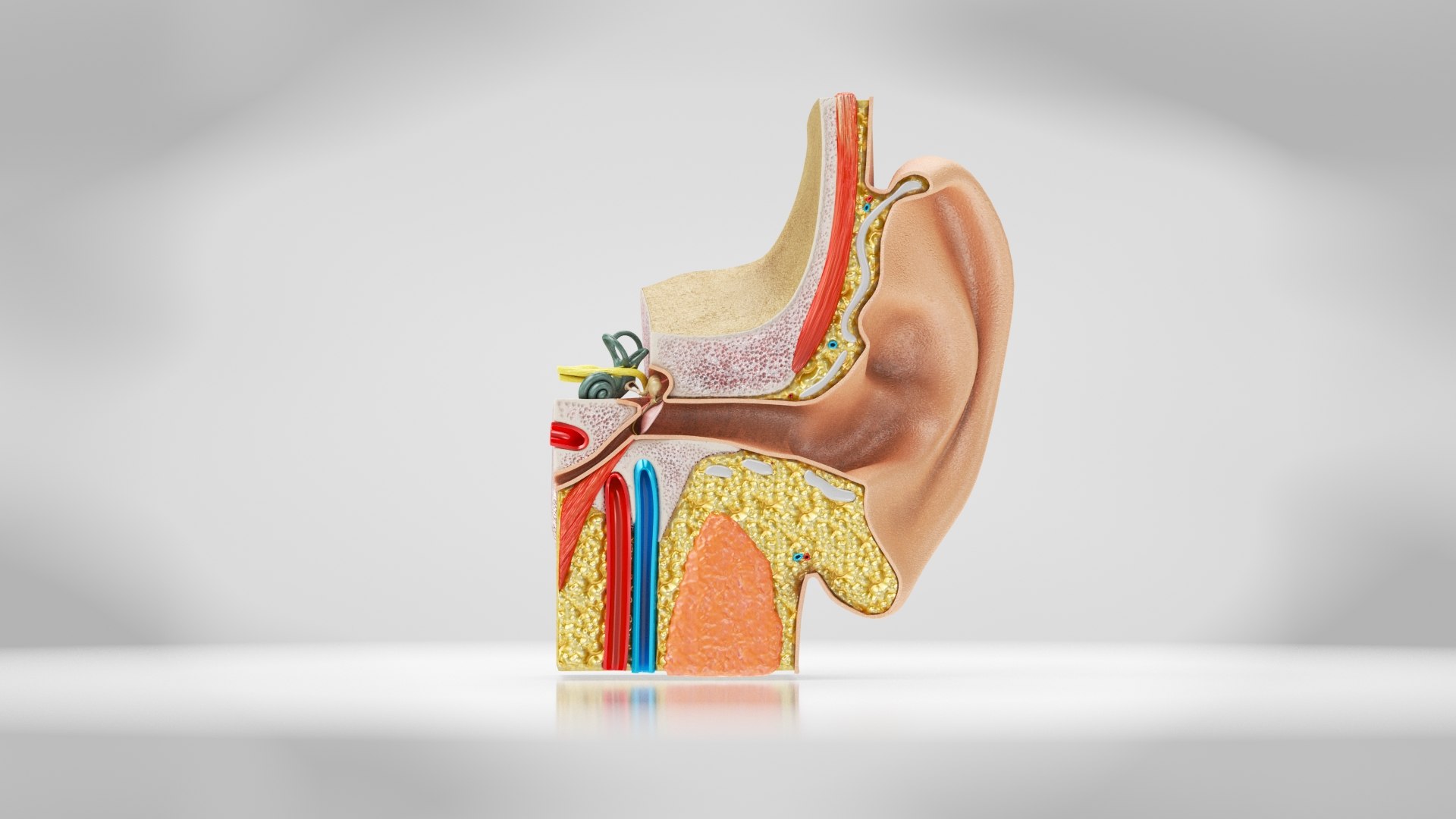 3D model Ear Anatomy with cross-section - TurboSquid 1818331