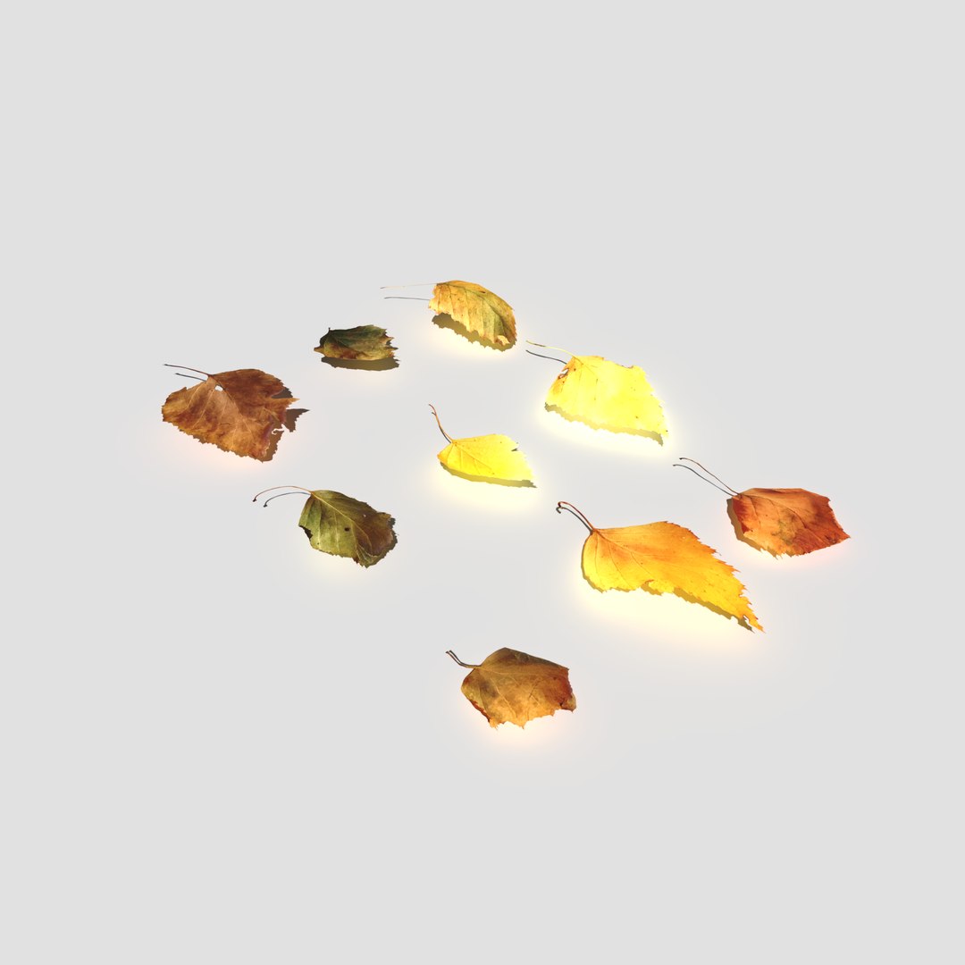 3D Dry Birch Leaves Pack Model - TurboSquid 1653599