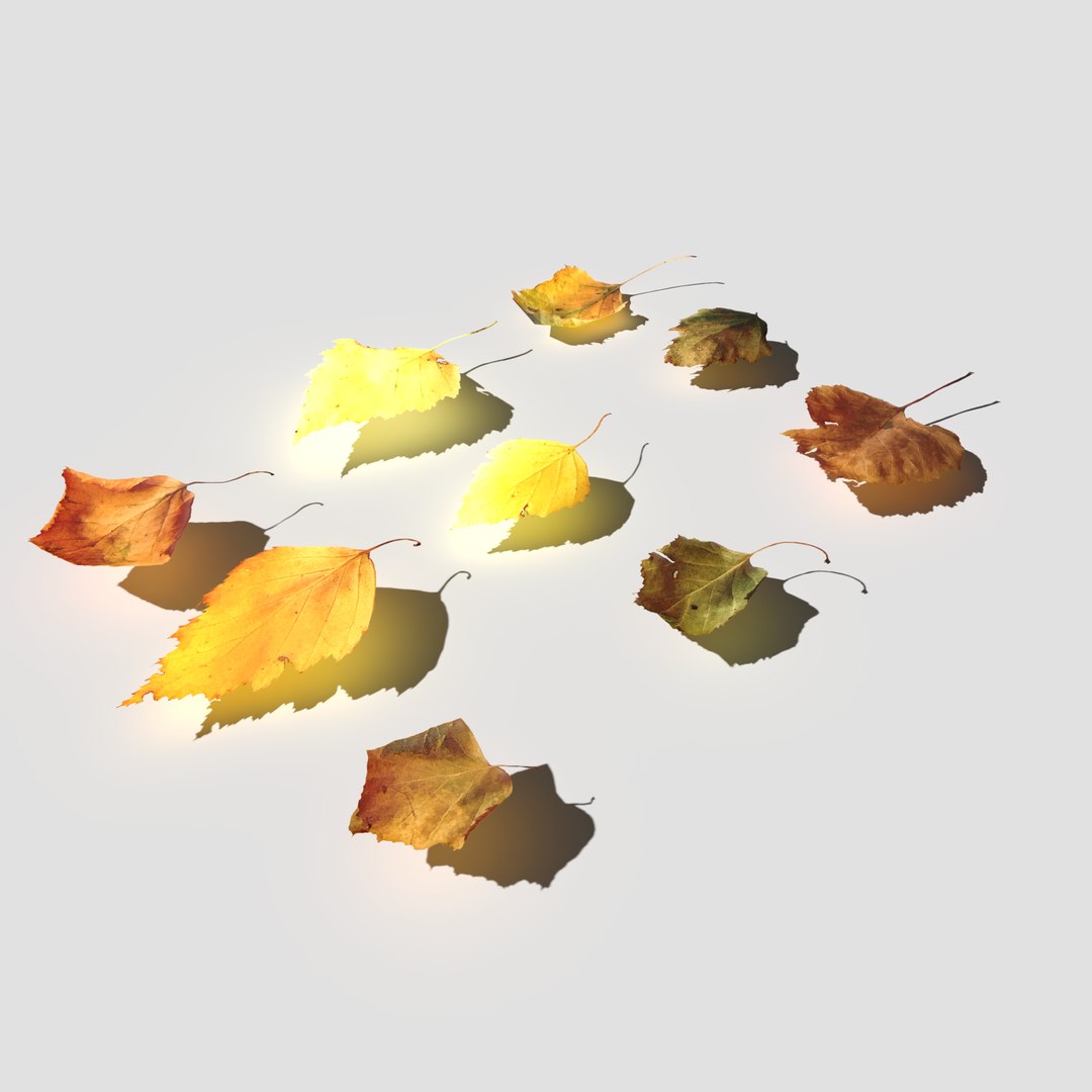 3D Dry Birch Leaves Pack Model - TurboSquid 1653599
