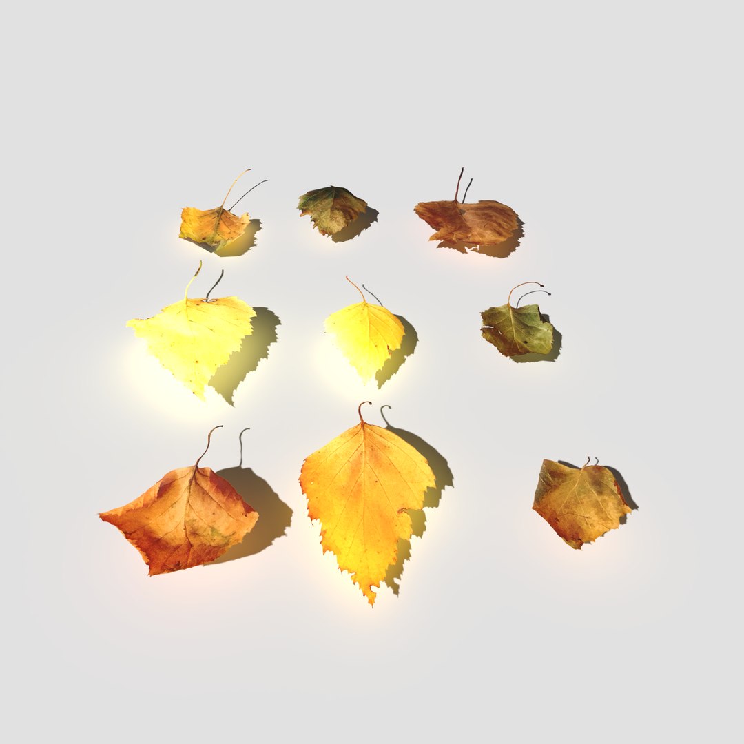 3D Dry Birch Leaves Pack Model - TurboSquid 1653599
