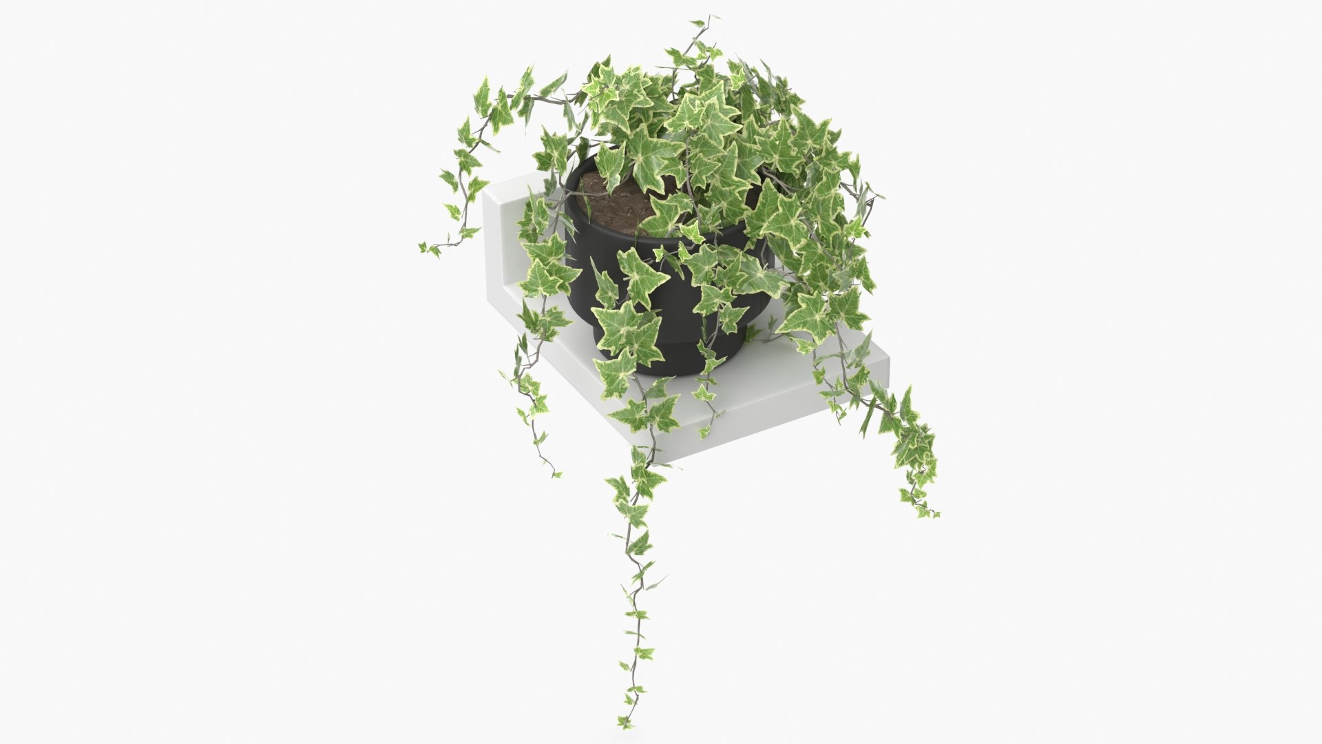 3D Model Hanging Ivy Hedera Plant - TurboSquid 2324211