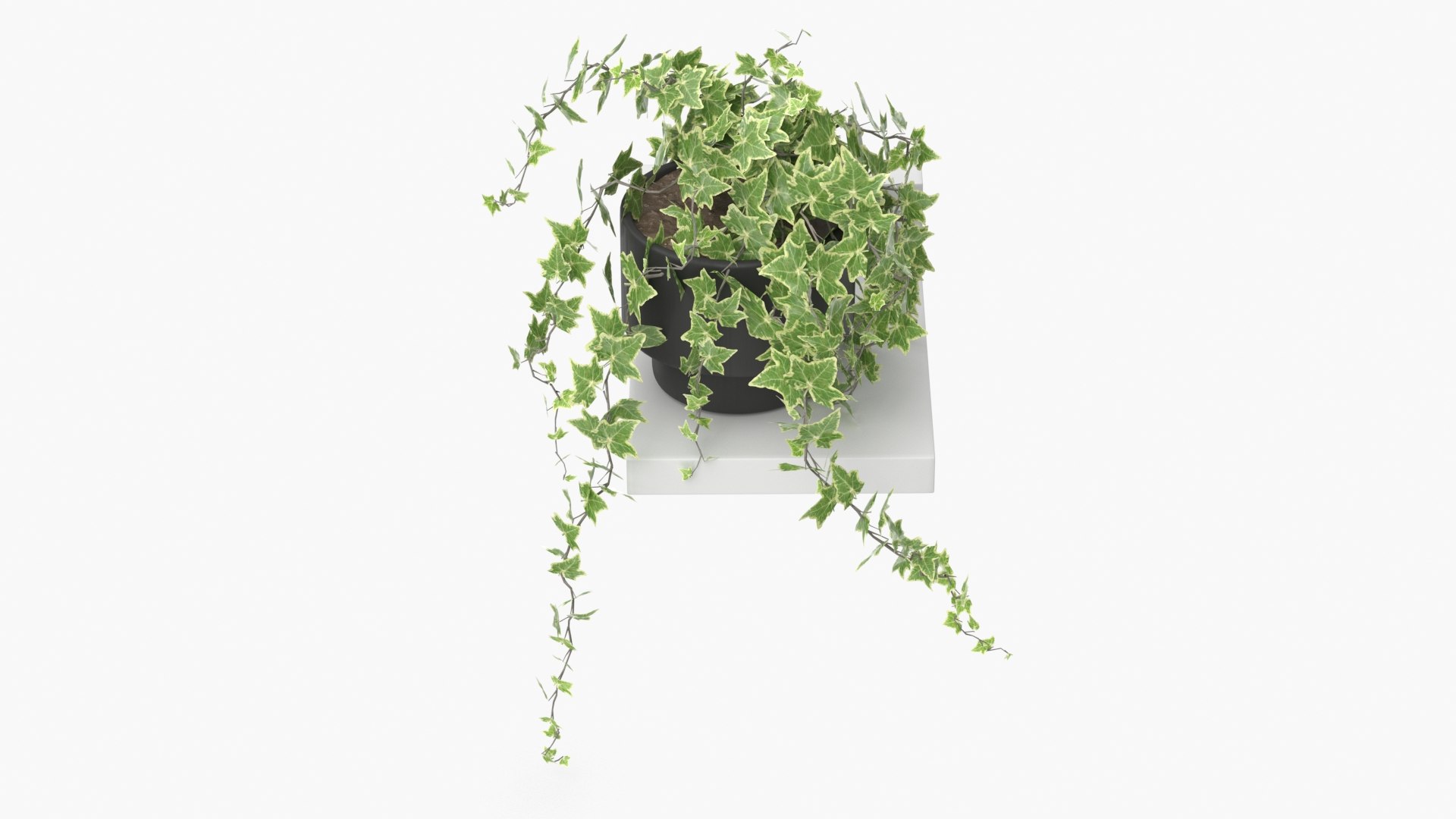 3D Model Hanging Ivy Hedera Plant - TurboSquid 2324211