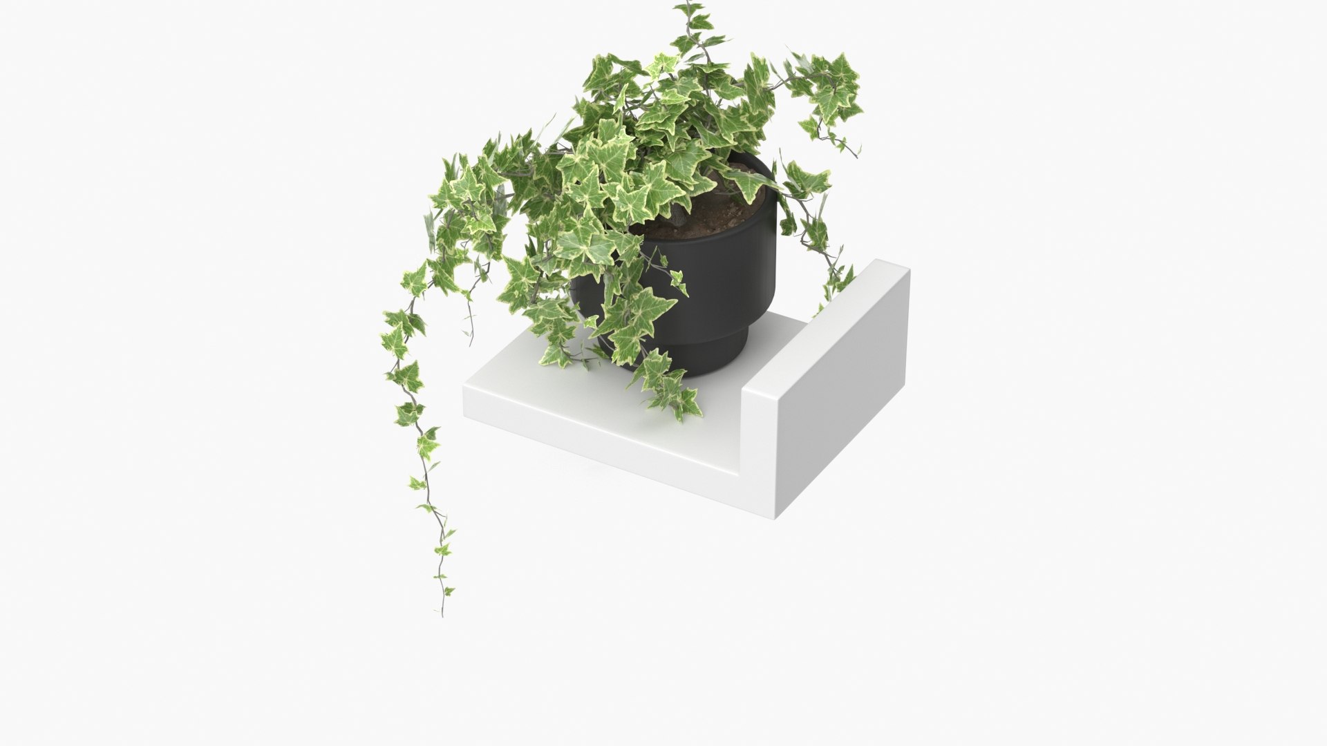 3D Model Hanging Ivy Hedera Plant - TurboSquid 2324211