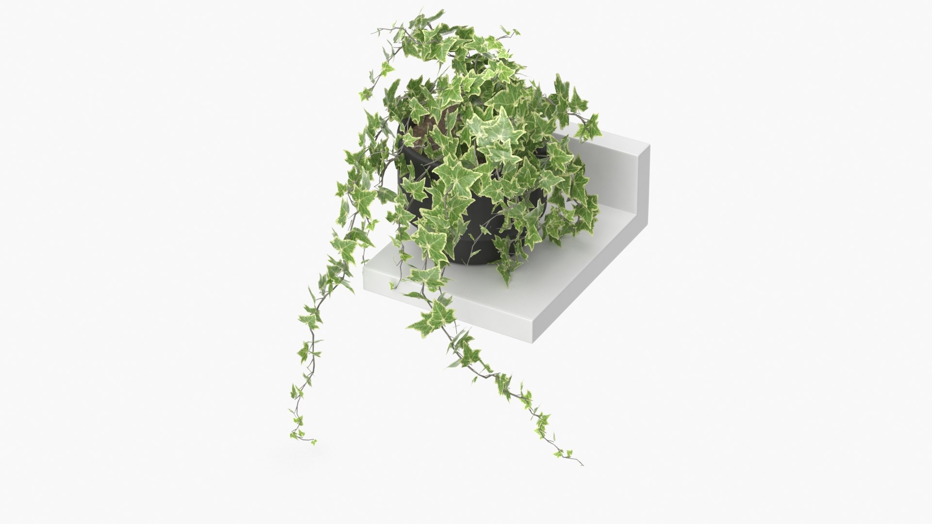 3D Model Hanging Ivy Hedera Plant - TurboSquid 2324211