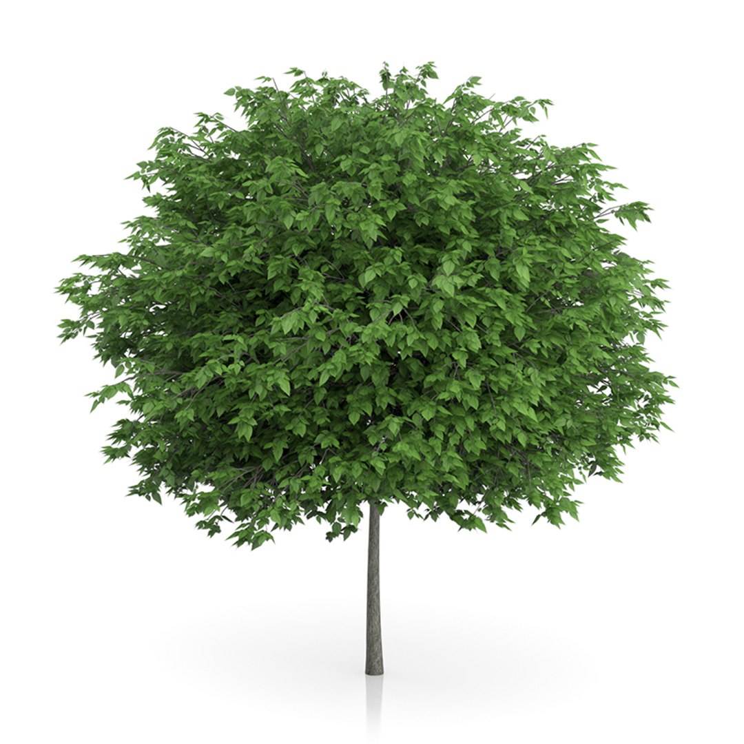 3d cigar tree catalpa bignonioides