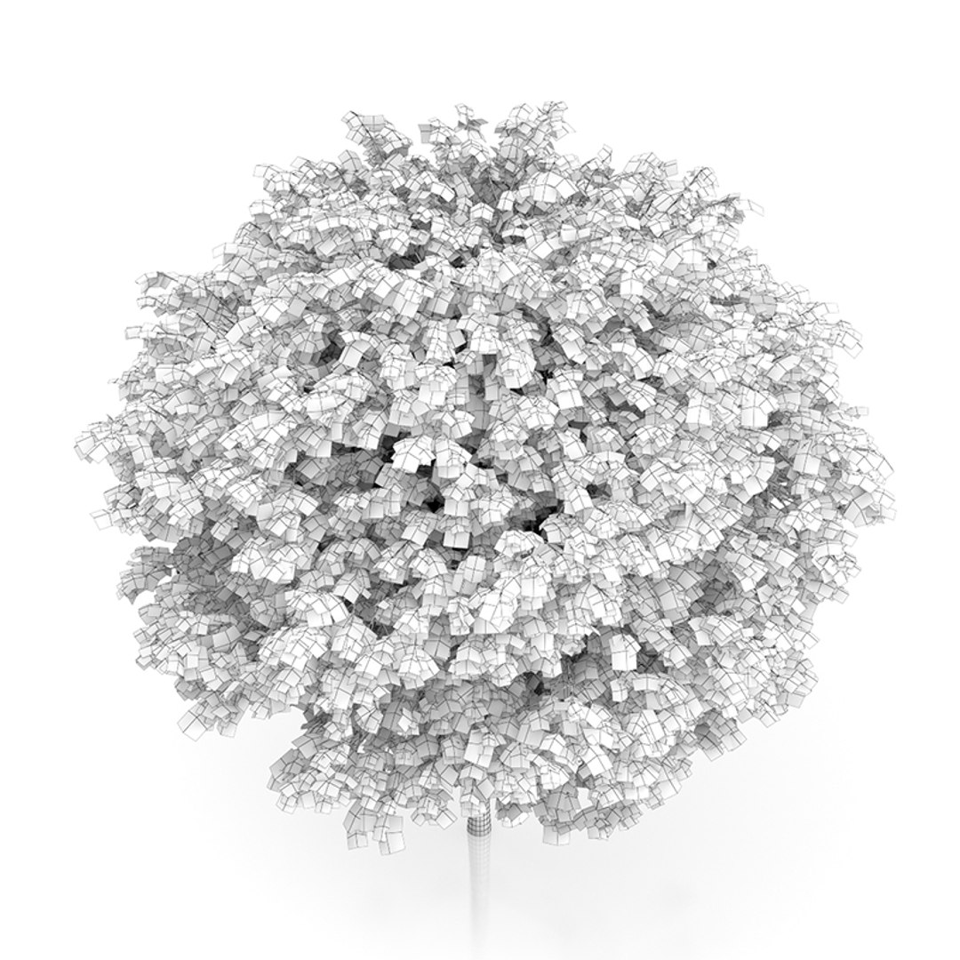 3d cigar tree catalpa bignonioides