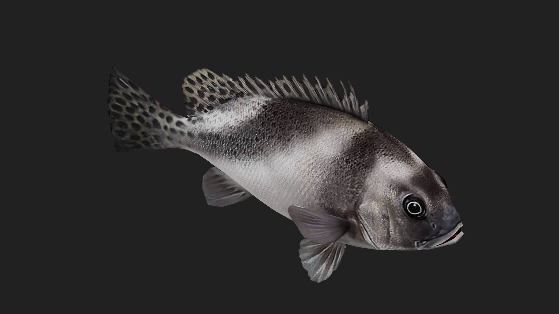 Bass Fish 3D Model - TurboSquid 2123254