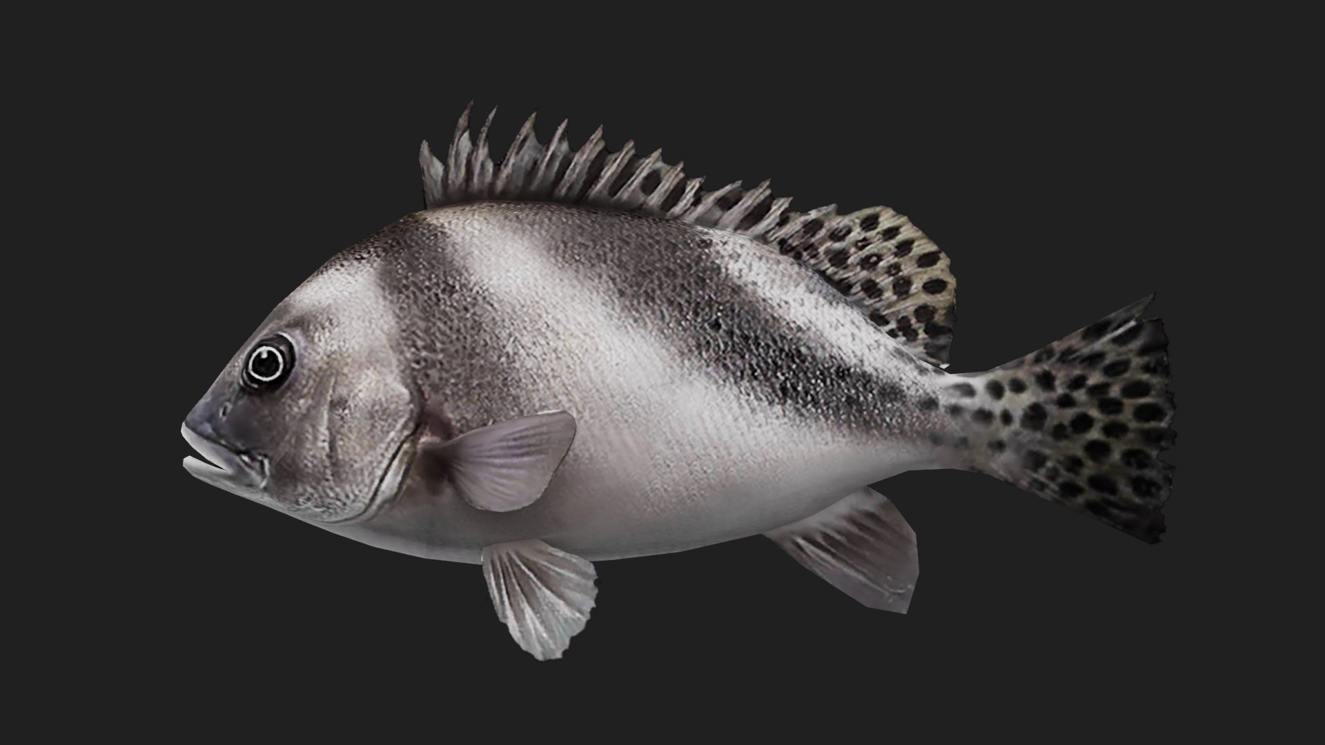 Bass Fish 3D Model - TurboSquid 2123254