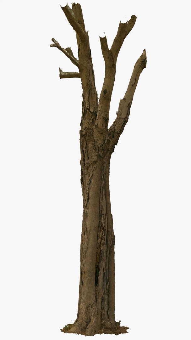 3D Model Tree Scan Ultra HQ Mesh 10x4k Or 4x16k Textures - TurboSquid ...