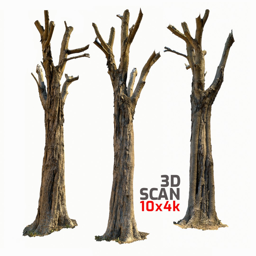 3D model Tree Scan Ultra HQ mesh 10x4k or 4x16k Textures - TurboSquid ...