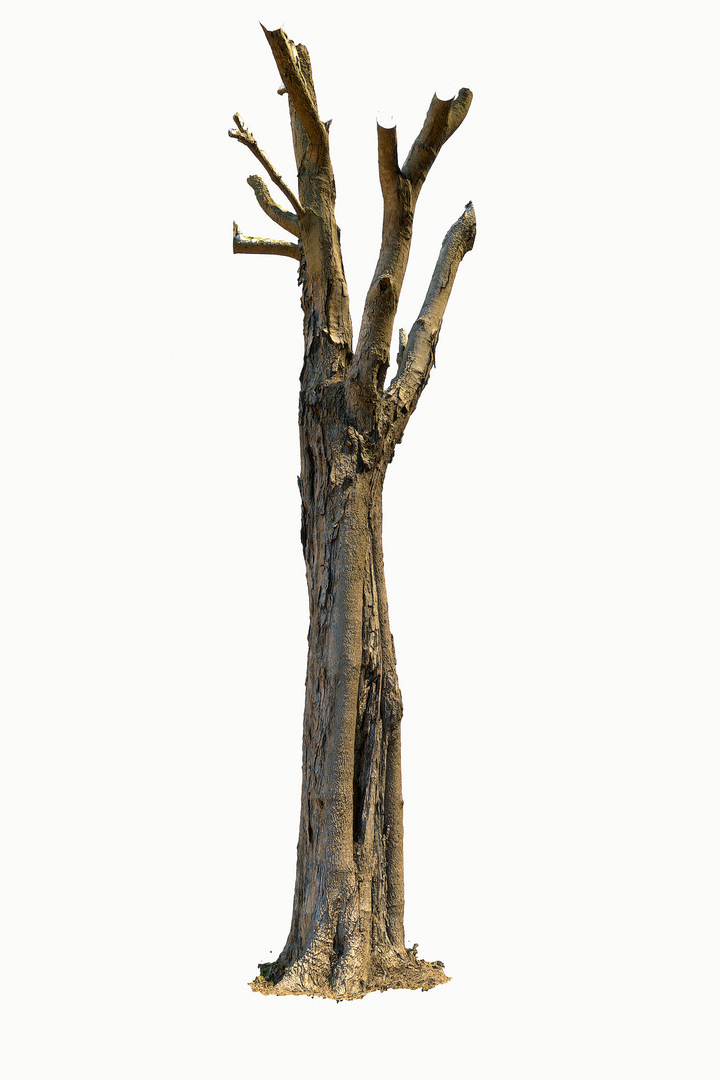 3D Model Tree Scan Ultra HQ Mesh 10x4k Or 4x16k Textures - TurboSquid ...