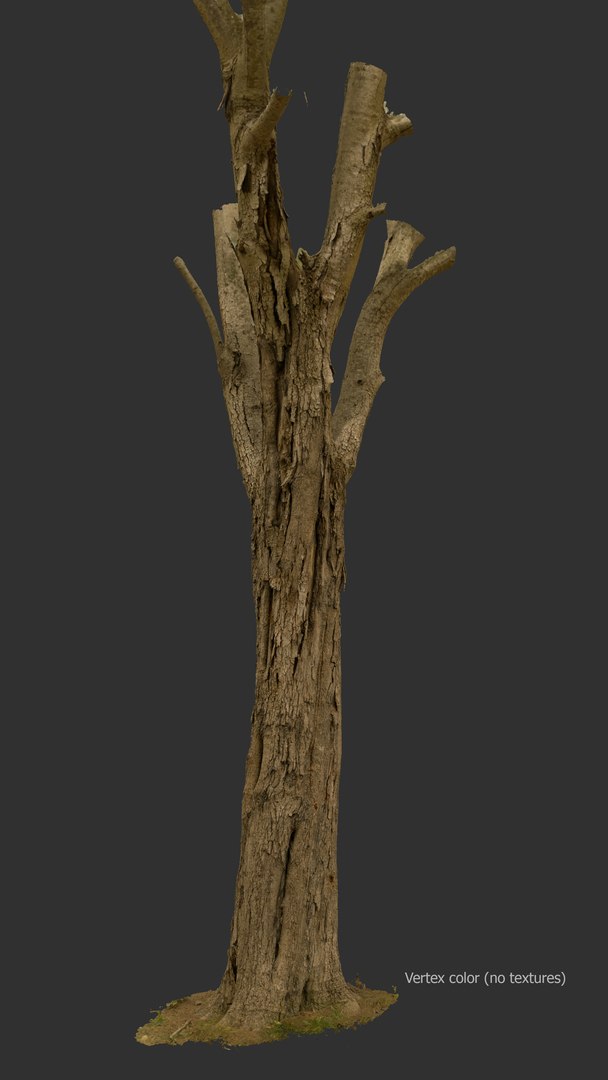 3D Model Tree Scan Ultra HQ Mesh 10x4k Or 4x16k Textures - TurboSquid ...