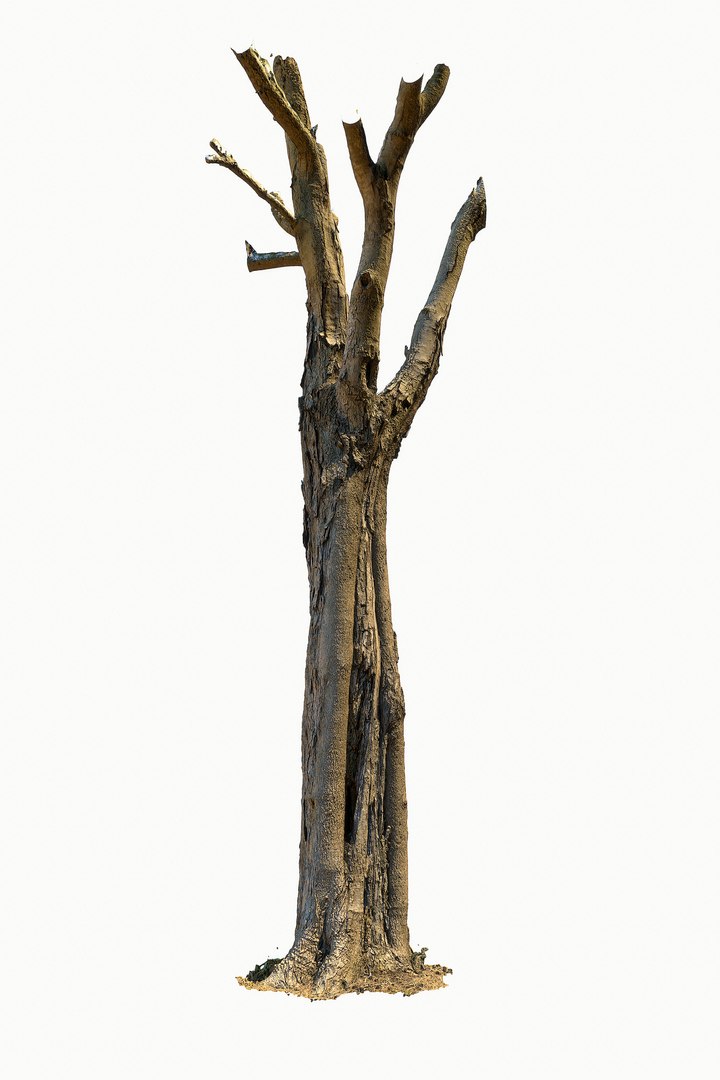 3D Model Tree Scan Ultra HQ Mesh 10x4k Or 4x16k Textures - TurboSquid ...
