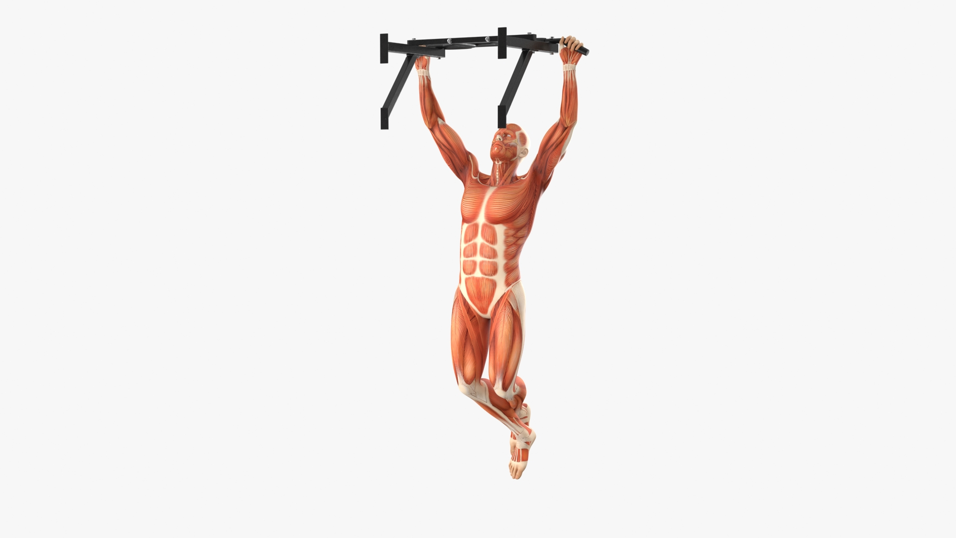 Anatomy Male Muscular System Pull-up Animated Rigged For Cinema 4D 3D ...