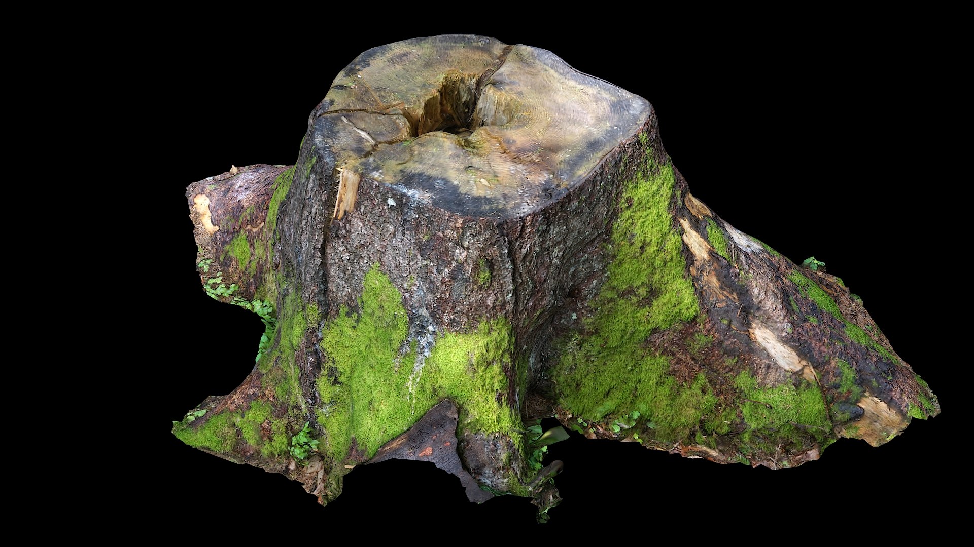 Tree Stump Collection 12 3D - TurboSquid 2068515