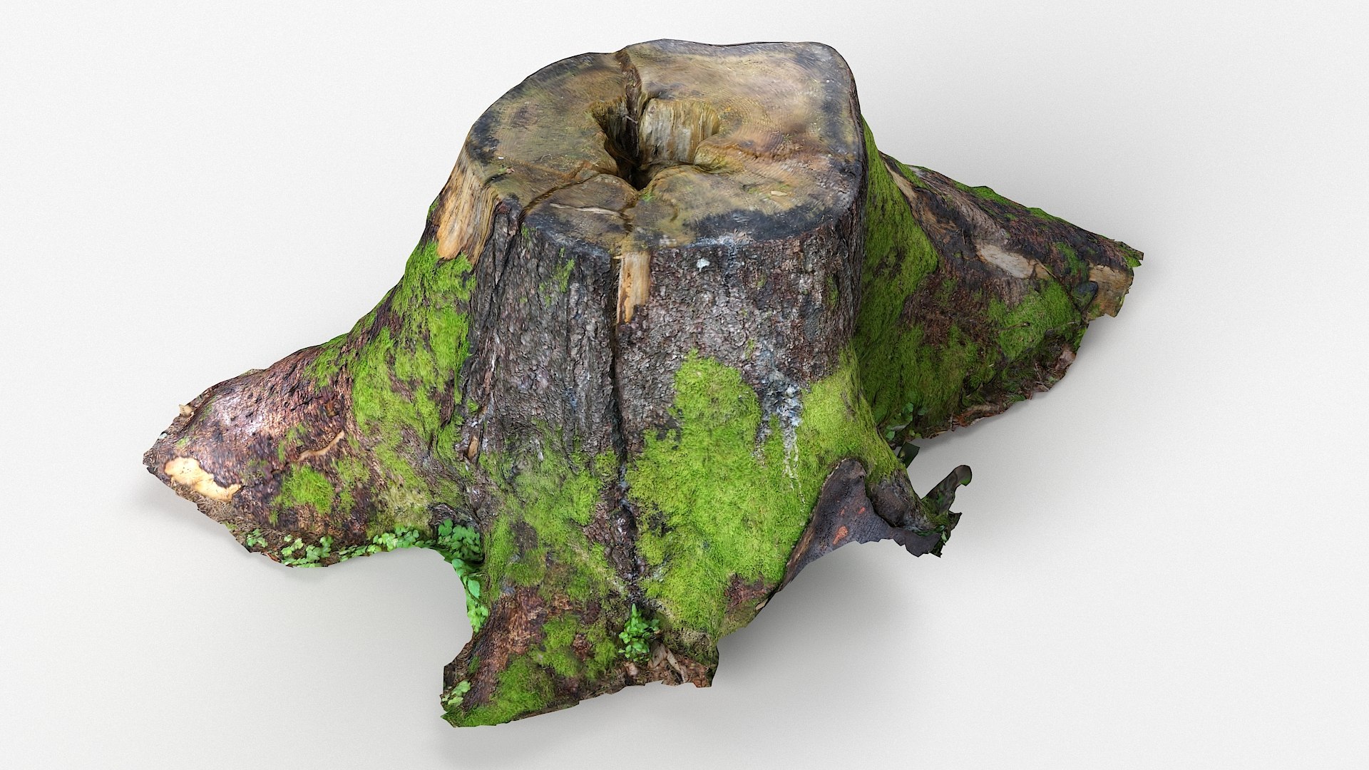 Tree Stump Collection 12 3D - TurboSquid 2068515