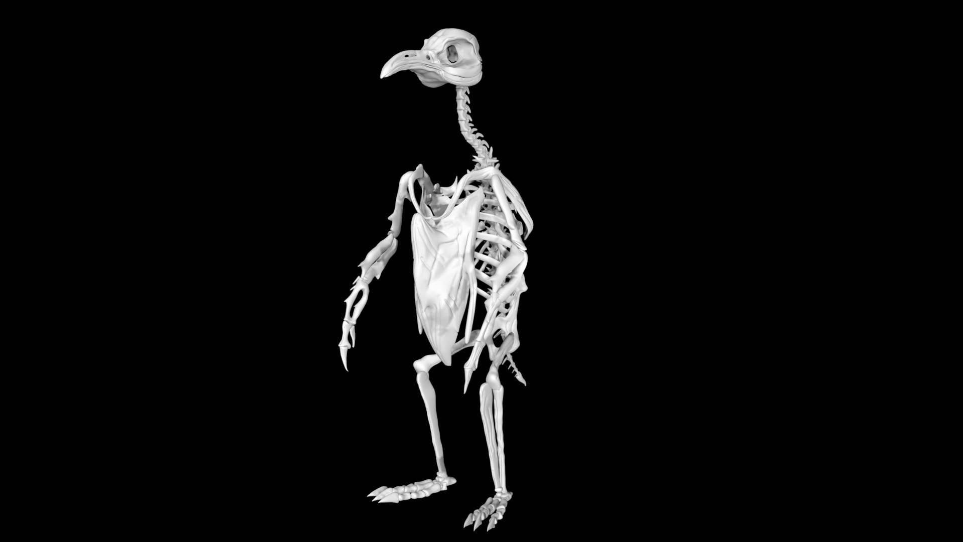 Penguin Skeleton 3D Model - TurboSquid 1887430