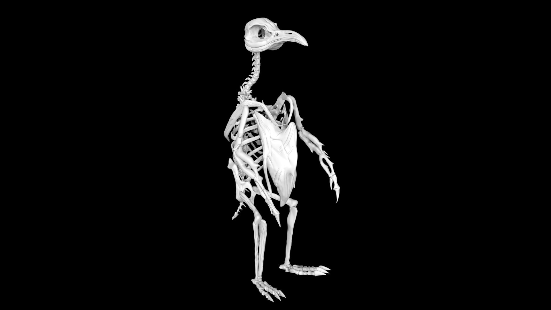 Penguin Skeleton 3D Model - TurboSquid 1887430