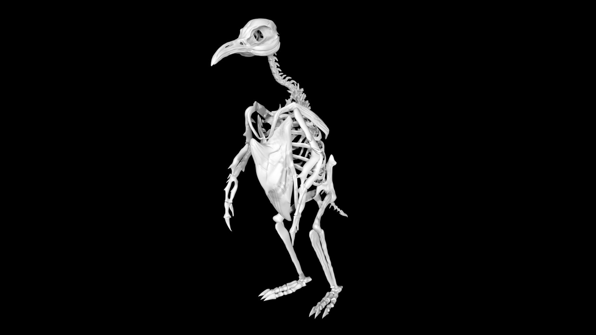 Penguin Skeleton 3D Model - TurboSquid 1887430