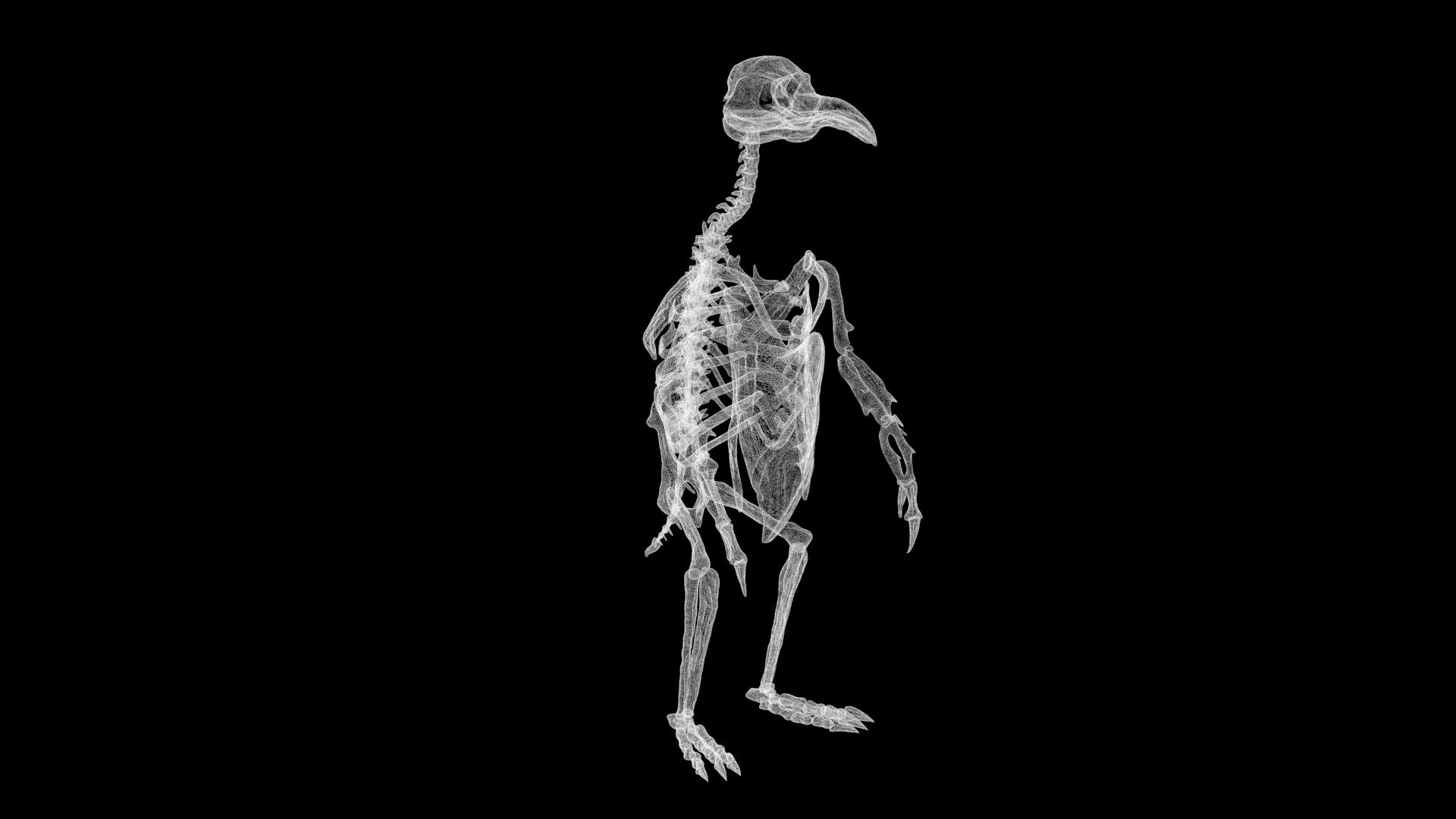 Penguin Skeleton 3D Model - TurboSquid 1887430
