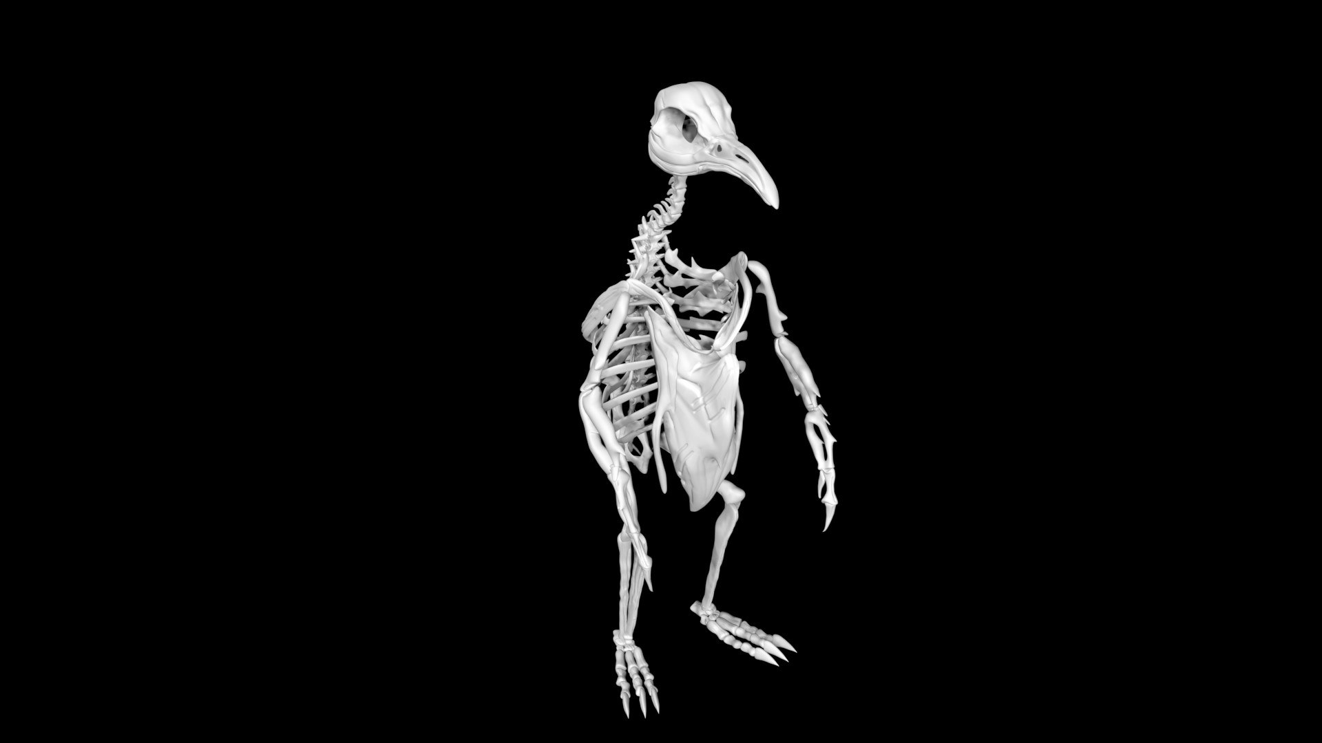 Penguin Skeleton 3D Model - TurboSquid 1887430