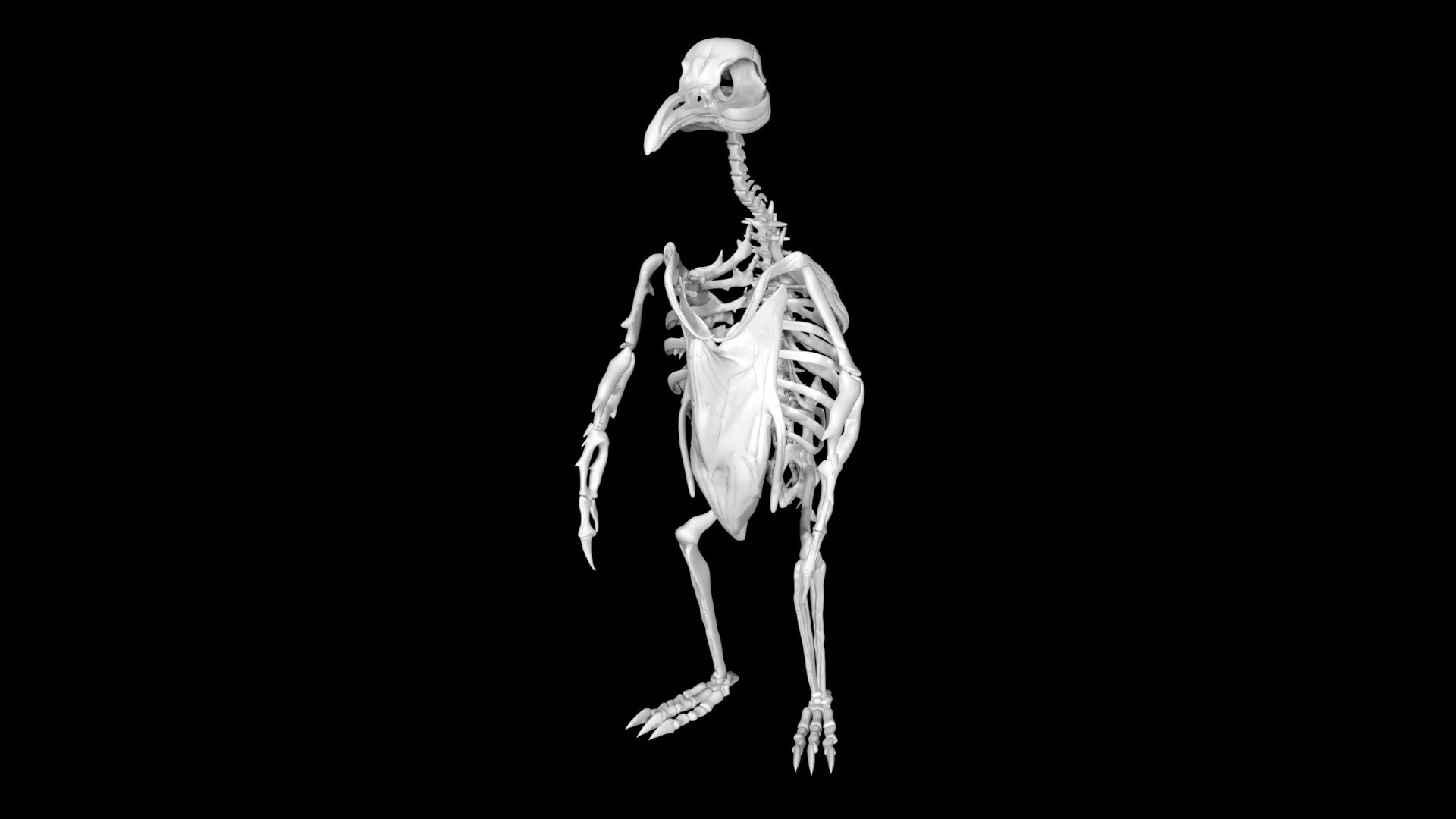 Penguin Skeleton 3D Model - TurboSquid 1887430