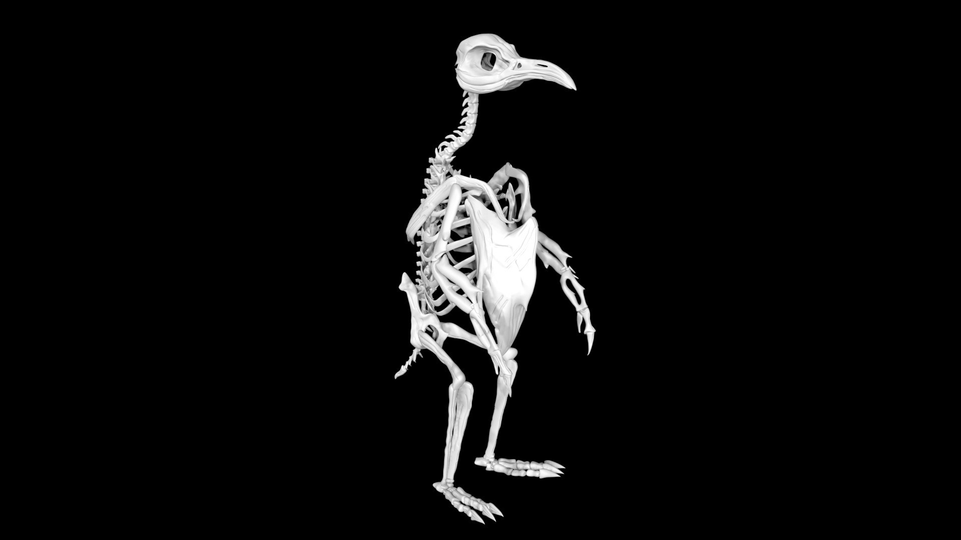 Penguin Skeleton 3D Model - TurboSquid 1887430