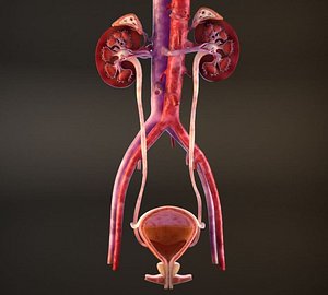 Bladder Model Labeled