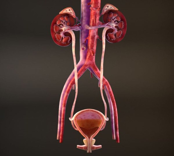 Kidney 3D Models for Download | TurboSquid