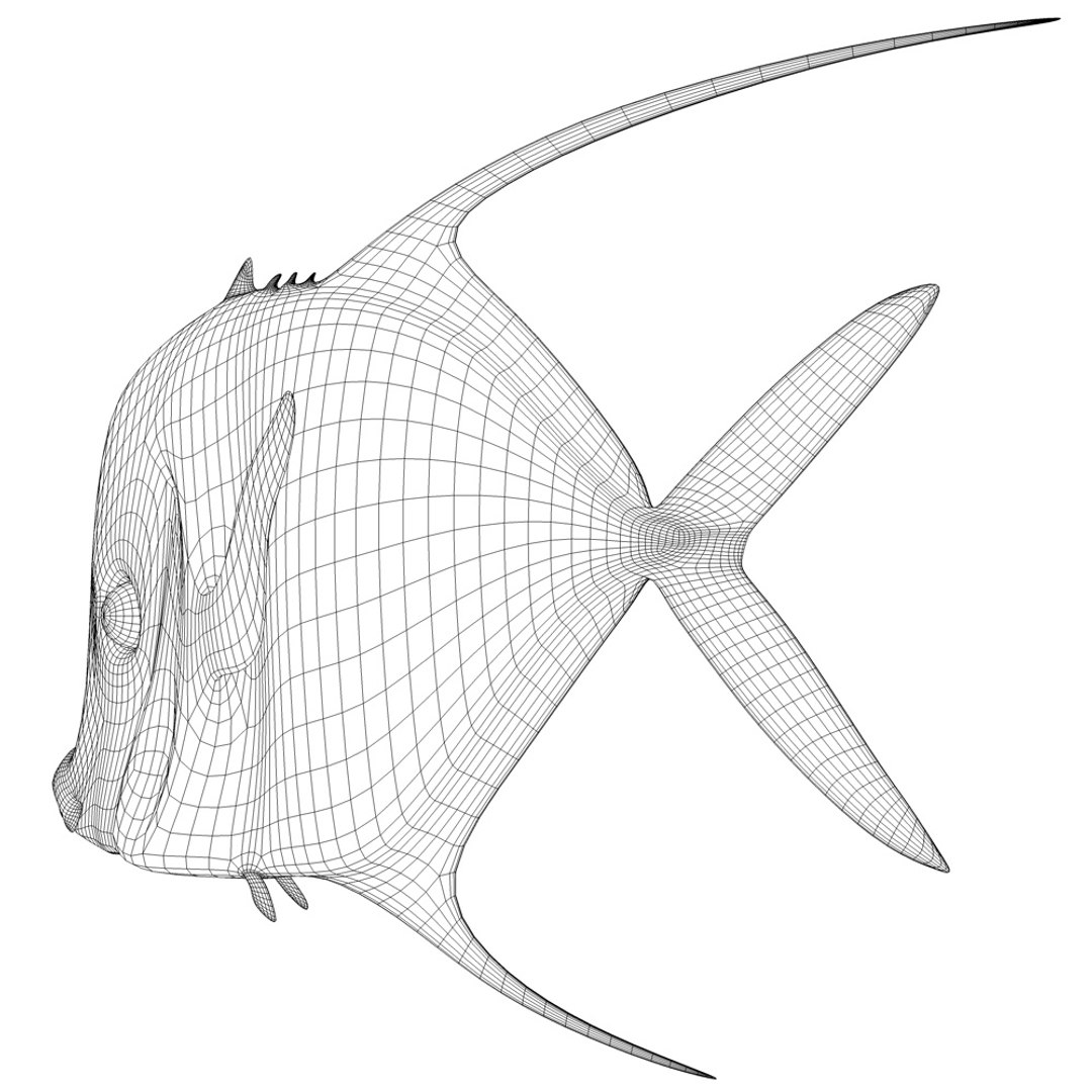 3d Lookdown Fish Model
