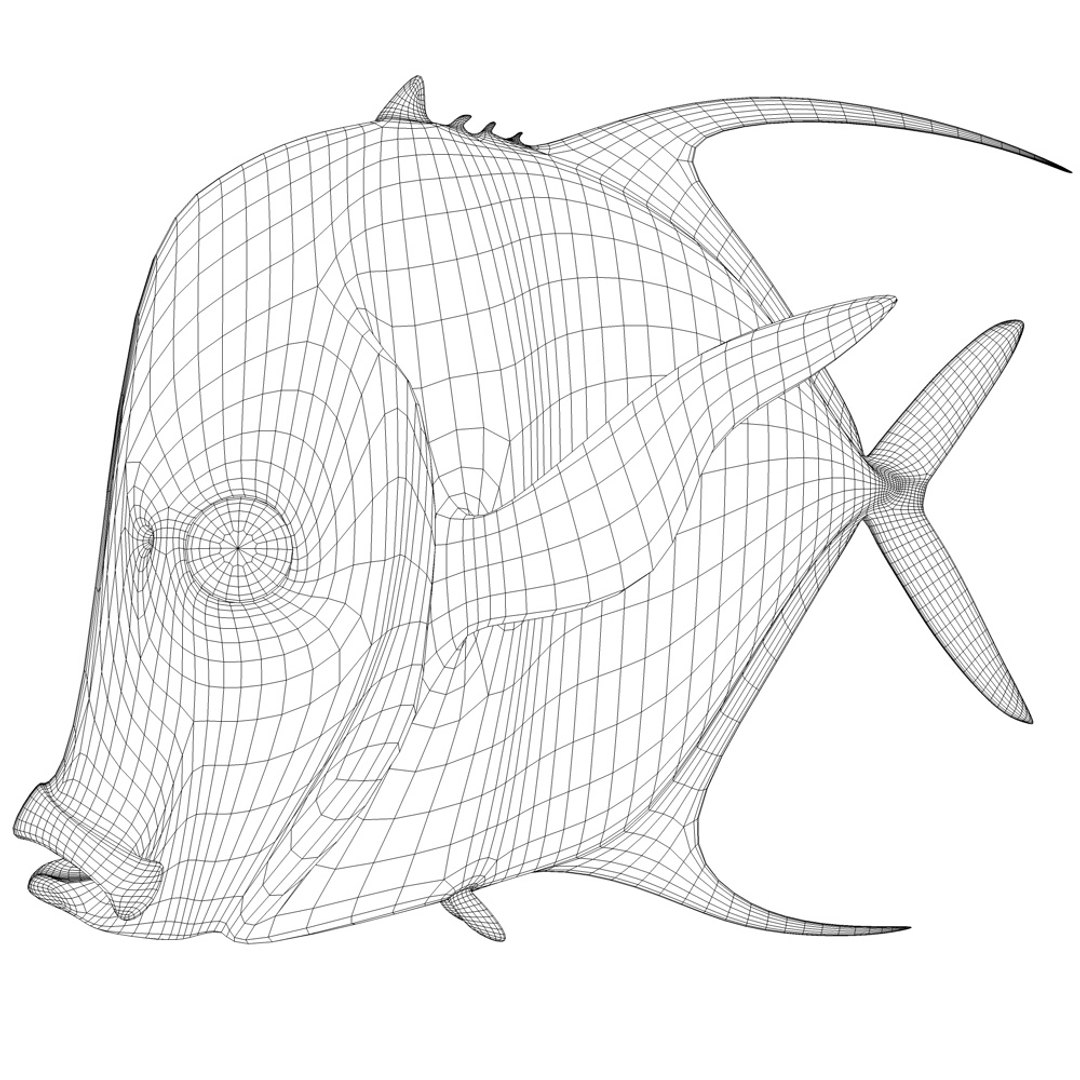 3d Lookdown Fish Model