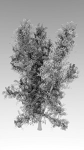 Free 3D Tree Models - Available For Download On TurboSquid