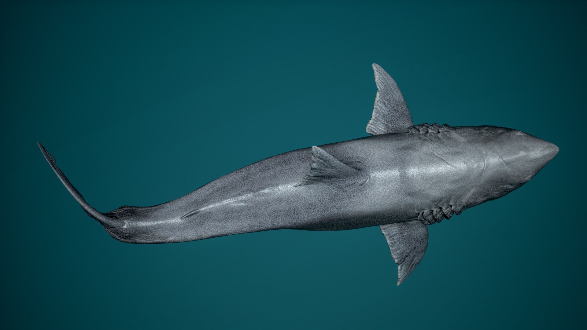 3D Great White Shark Rigged Animated Scary Realistic Low Poly Orca ...