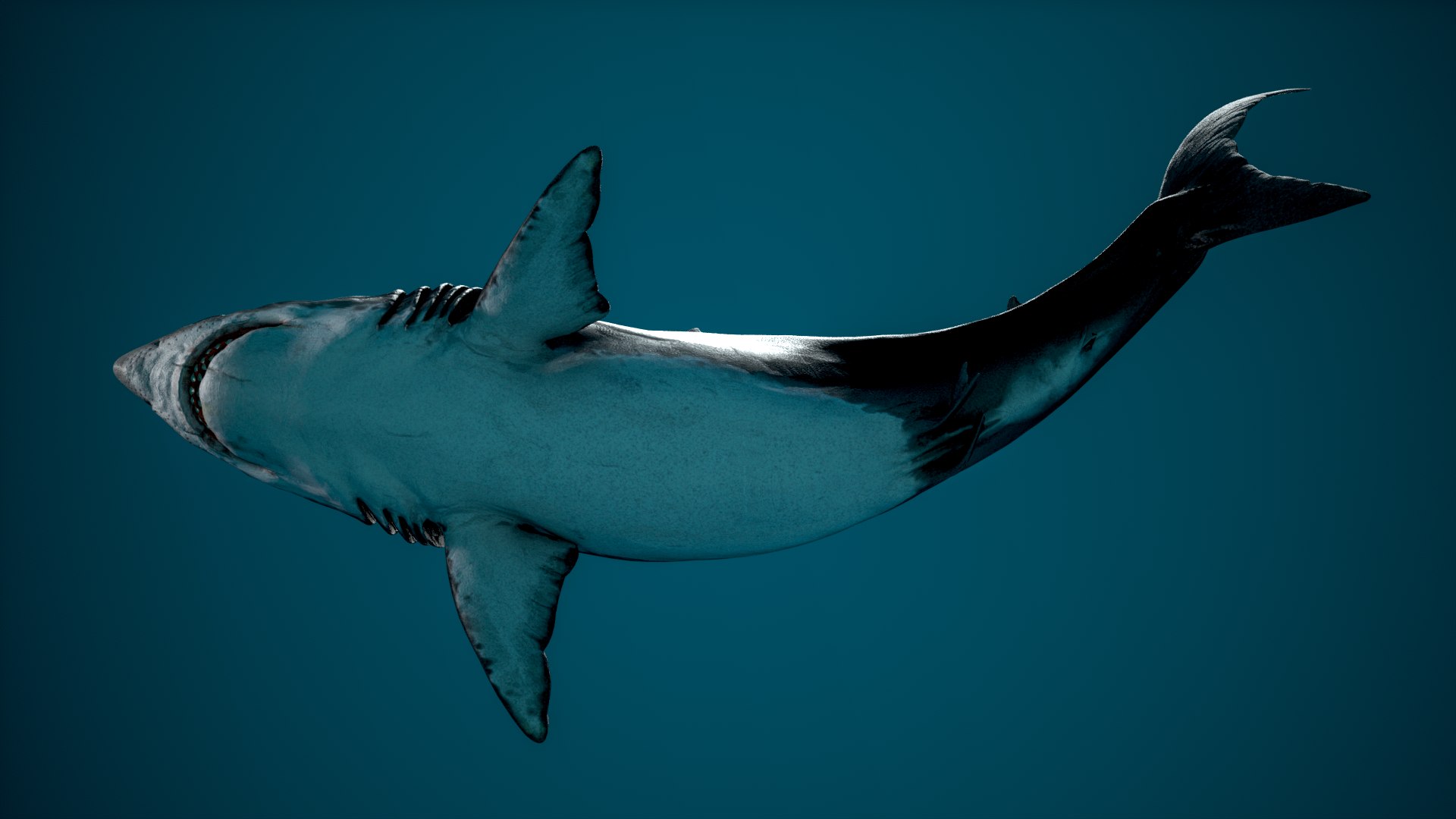 3D Great White Shark Rigged Animated Scary Realistic Low Poly Orca ...